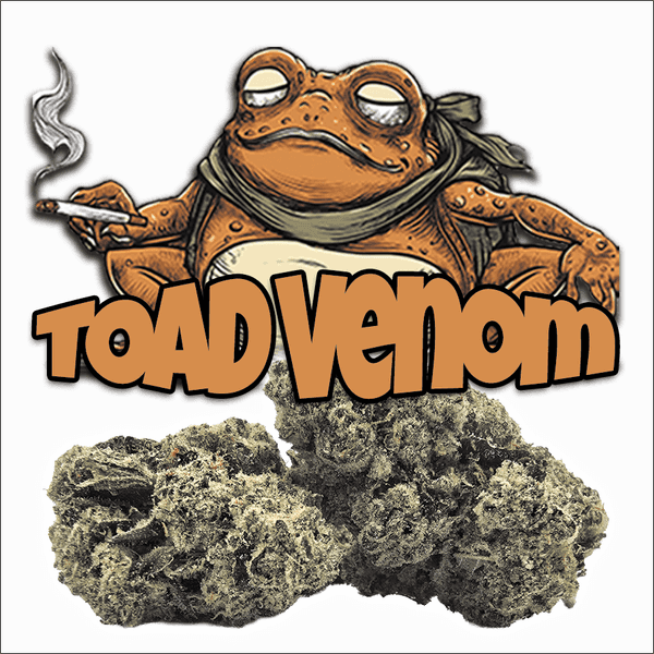 Green Dragon Flower 3.5g Hybrid Toad Venom by Green Dragon | KSS Live